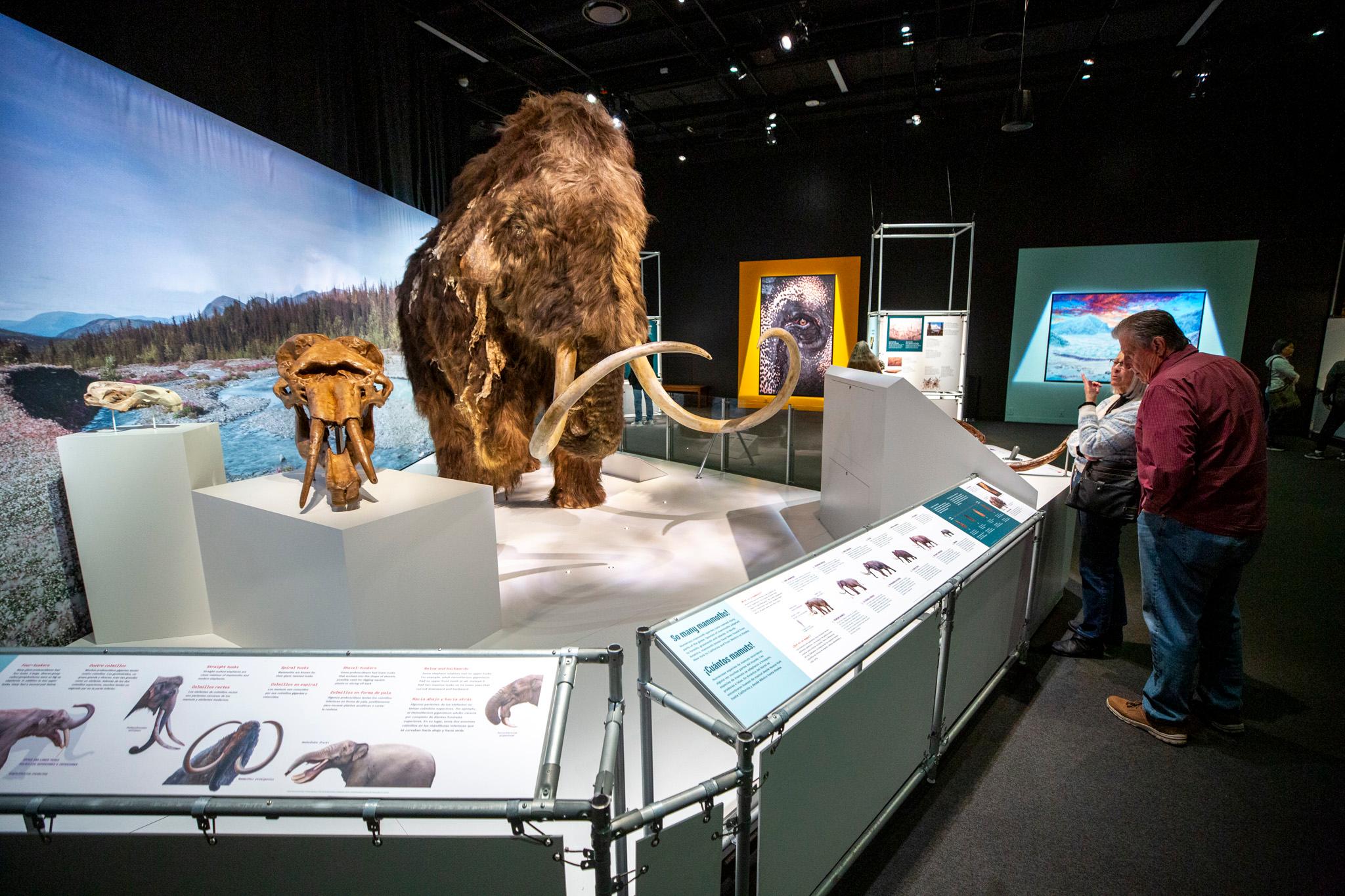 We thought we knew a lot about elephants. This new exhibit proved us wrong